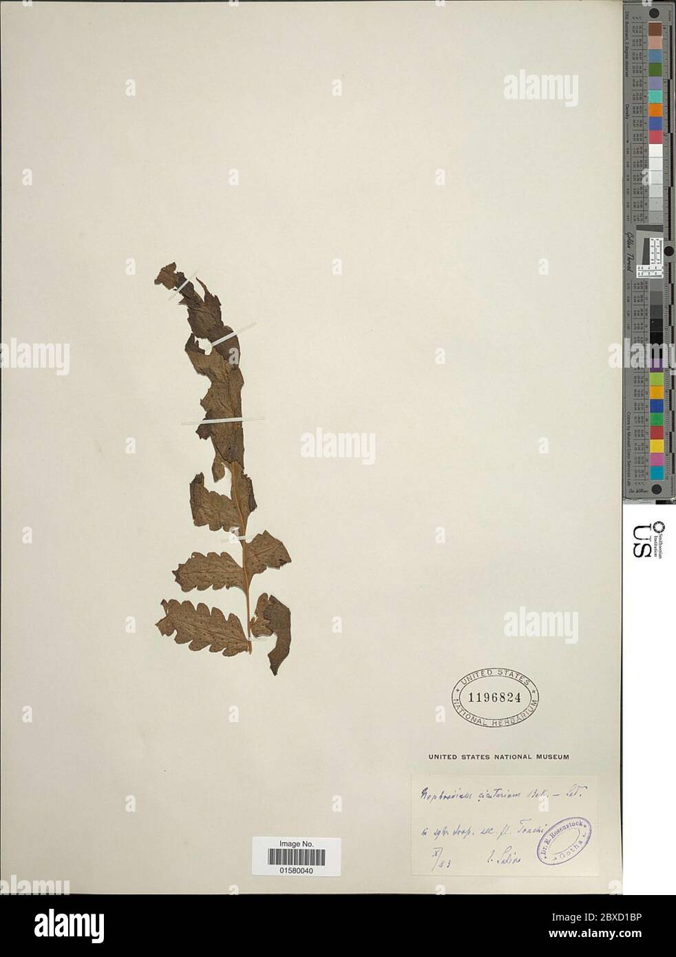 Tectaria sp Tectaria sp Stock Photo - Alamy