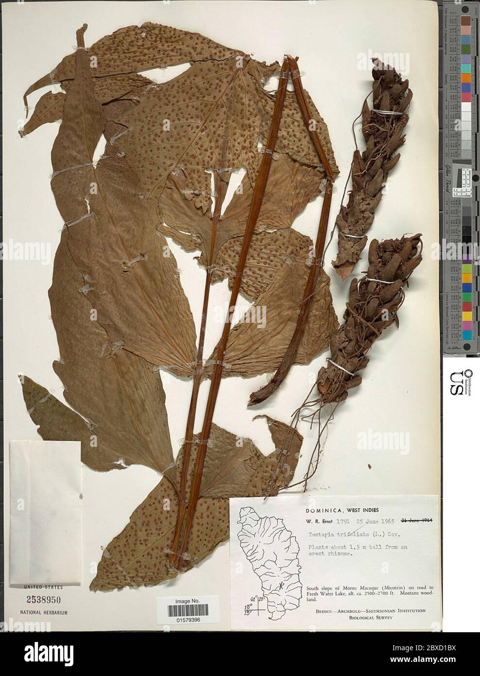 Tectaria hi-res stock photography and images - Alamy