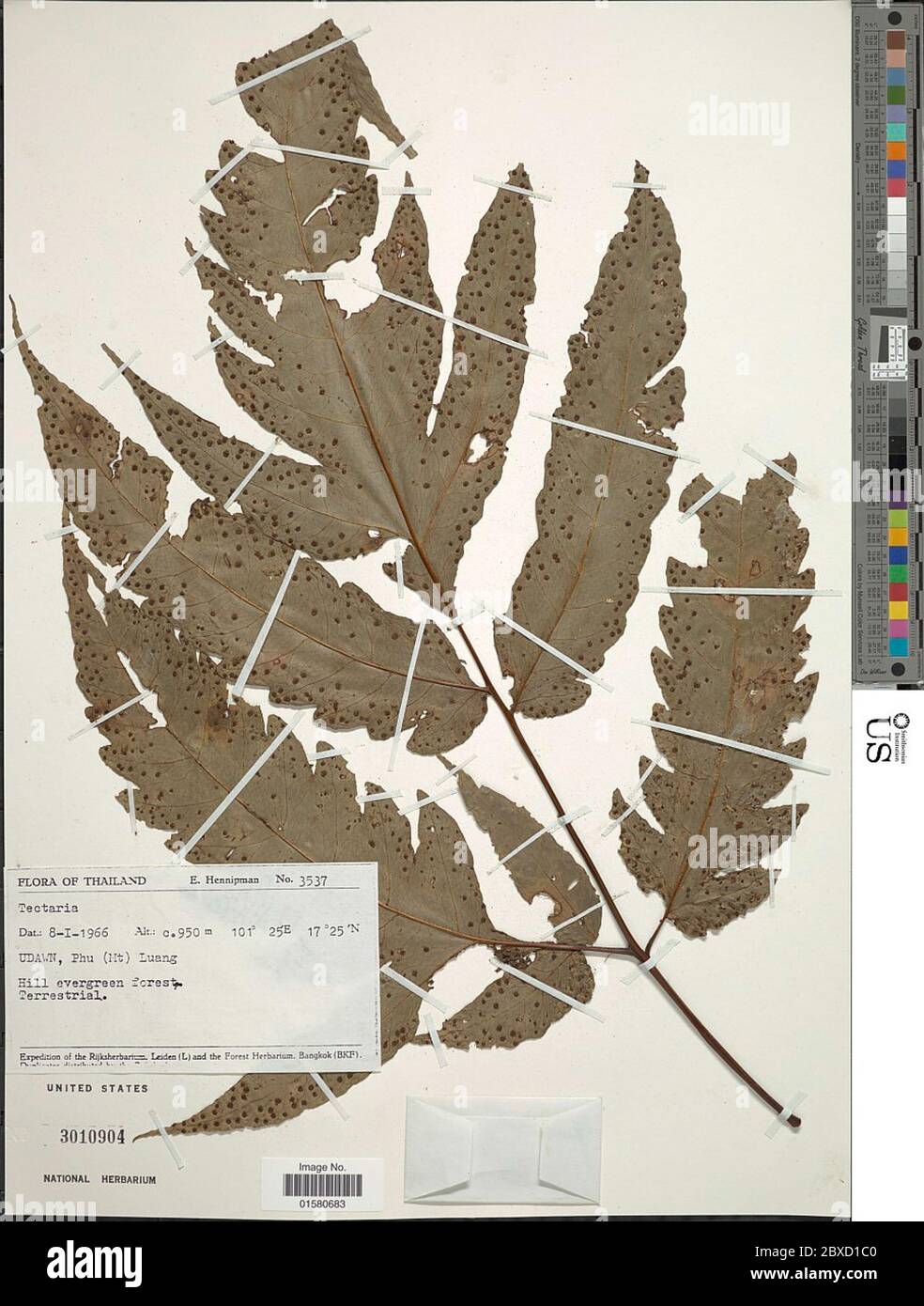 Tectaria sp Tectaria sp Stock Photo - Alamy