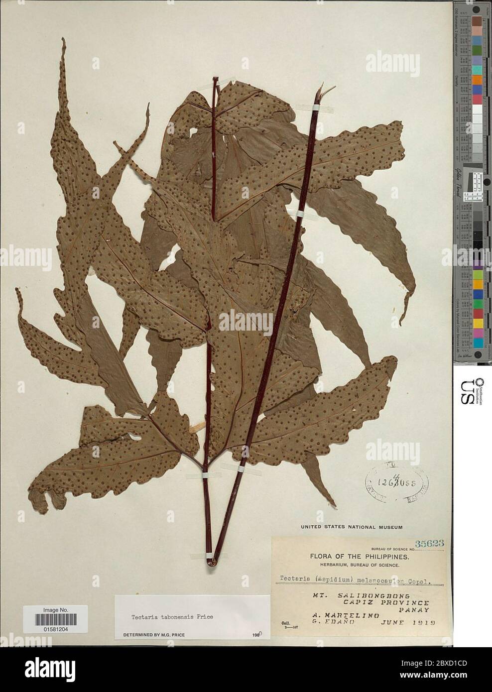 Tectaria tabonensis hi-res stock photography and images - Alamy