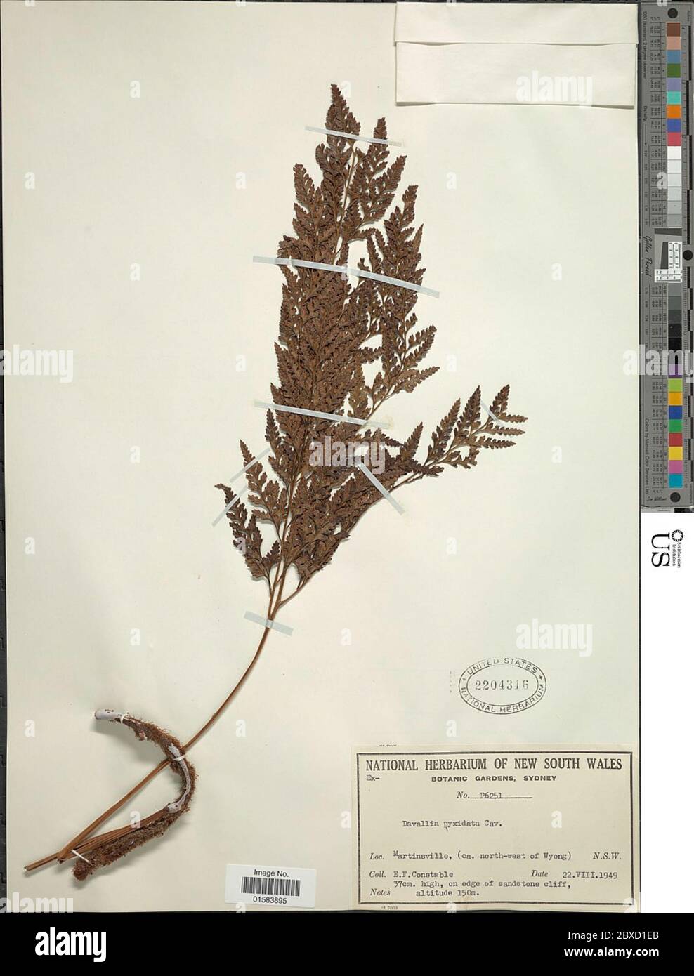 Davalliaceae davallia hi-res stock photography and images - Alamy