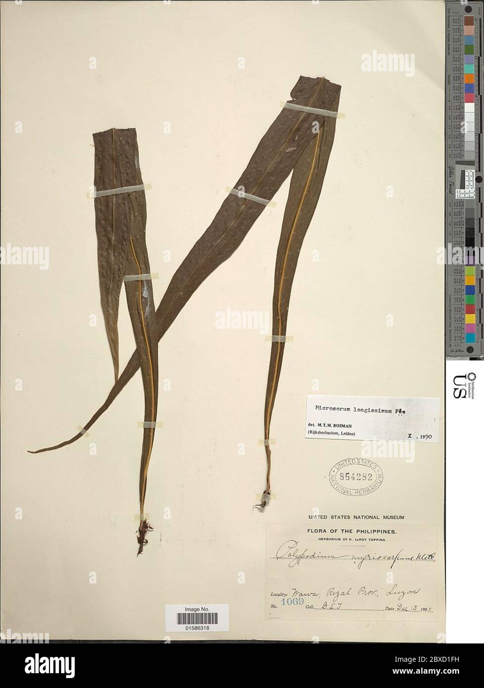 Longissimum hi-res stock photography and images - Alamy