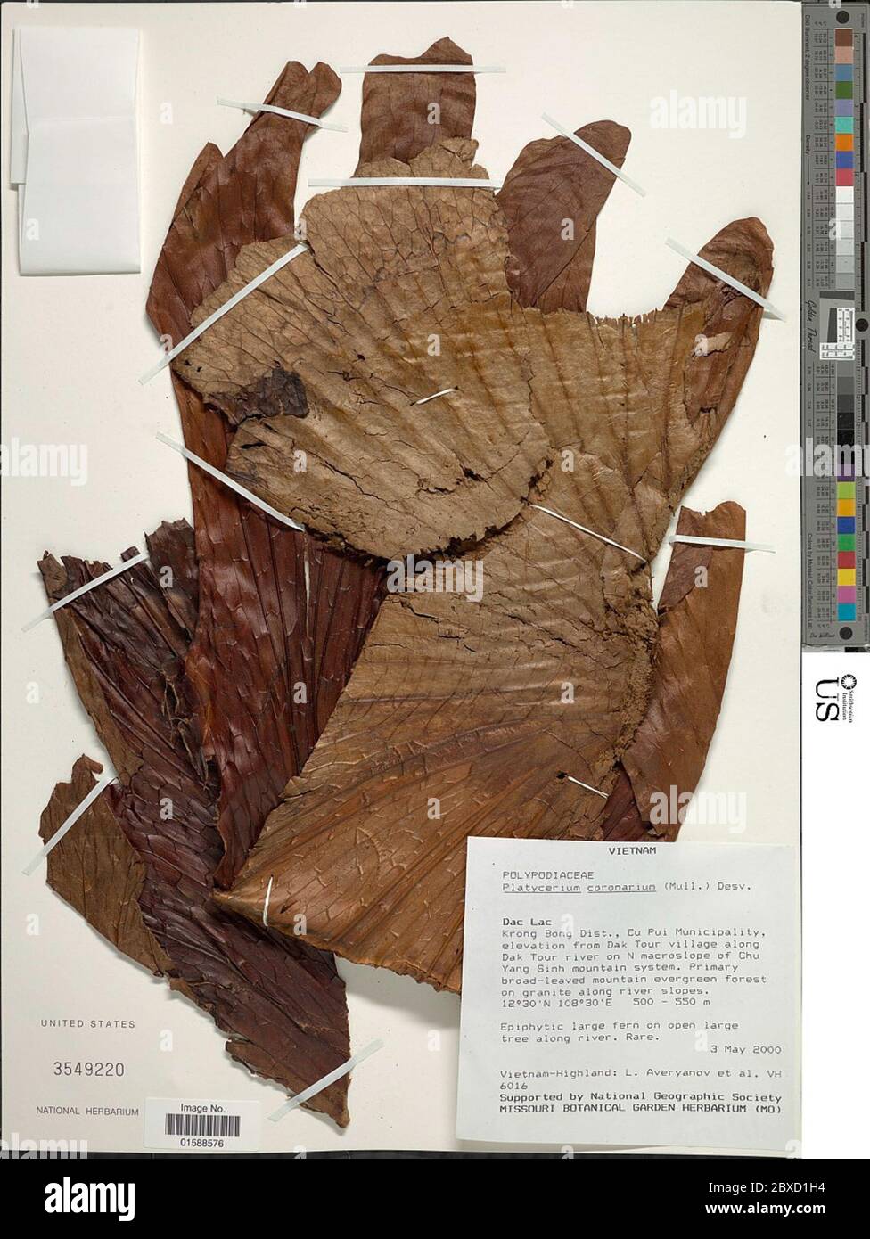 Platycerium coronarium KD Koenig ex OF Mll Desv Platycerium coronarium ...