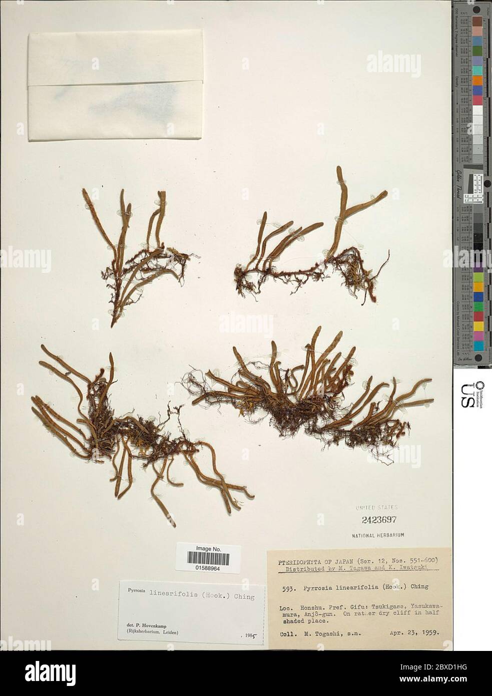 Pyrrosia linearifolia Hook Ching Pyrrosia linearifolia Hook Ching Stock ...