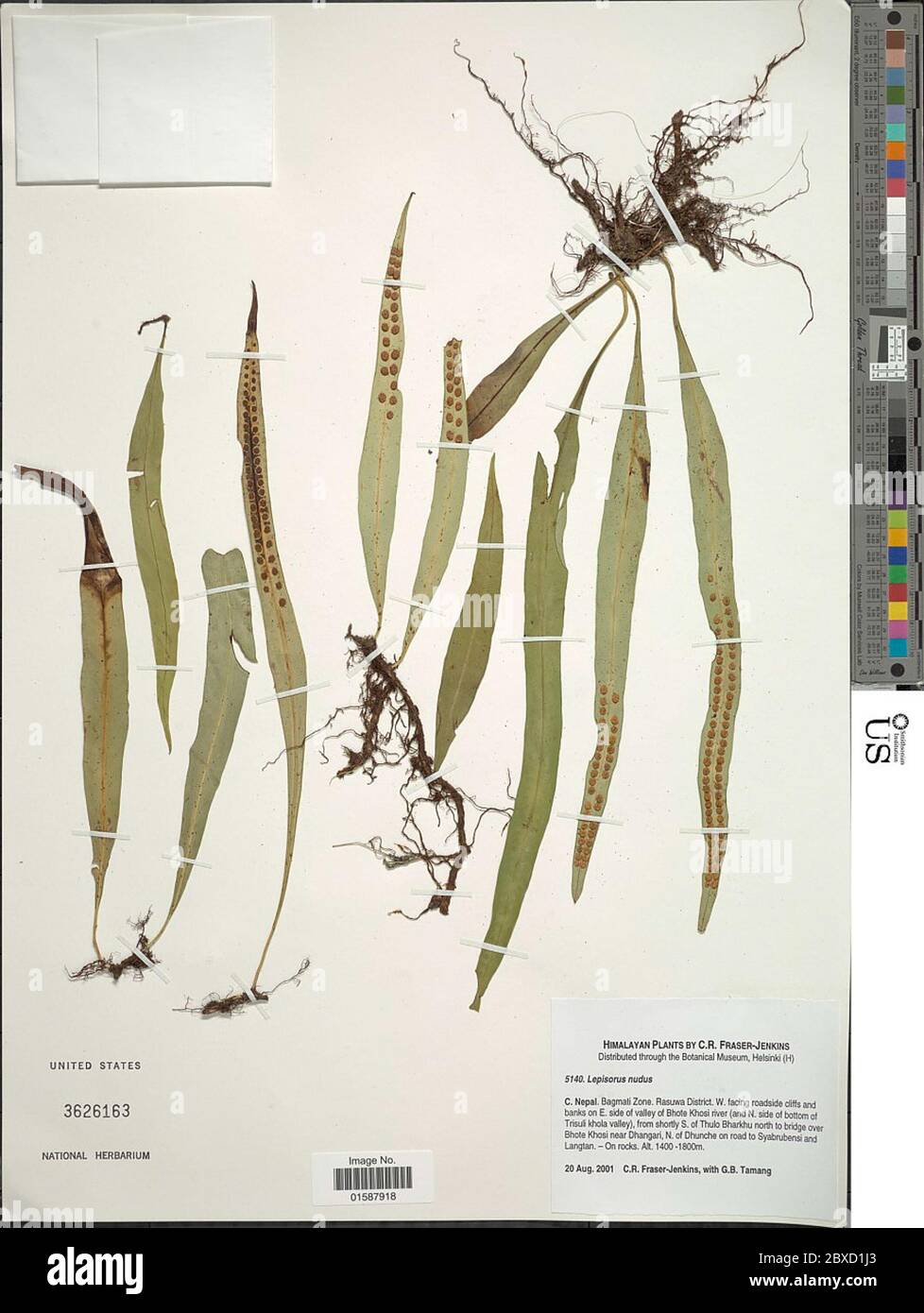 Lepisorus nudus Hook Ching Lepisorus nudus Hook Ching Stock Photo - Alamy