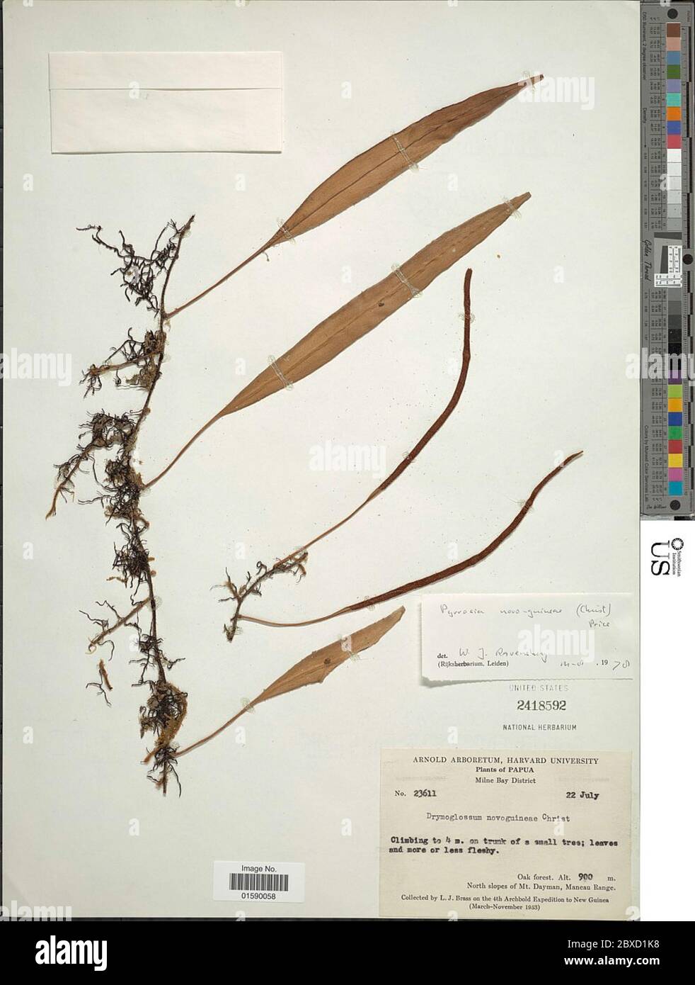 Pyrrosia hi-res stock photography and images - Alamy