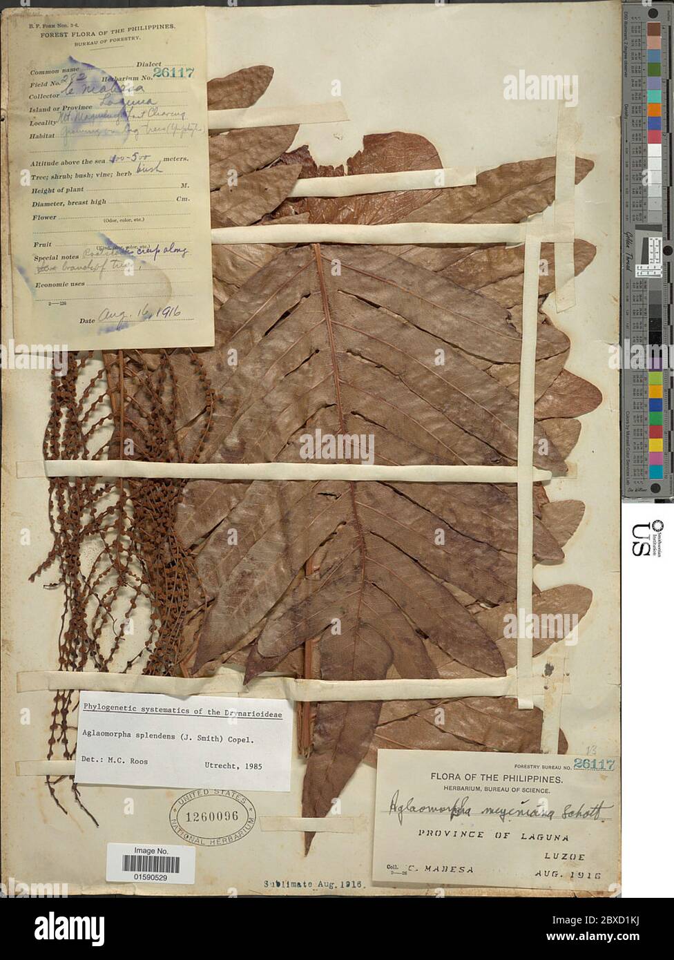 Aglaomorpha splendens hi-res stock photography and images - Alamy