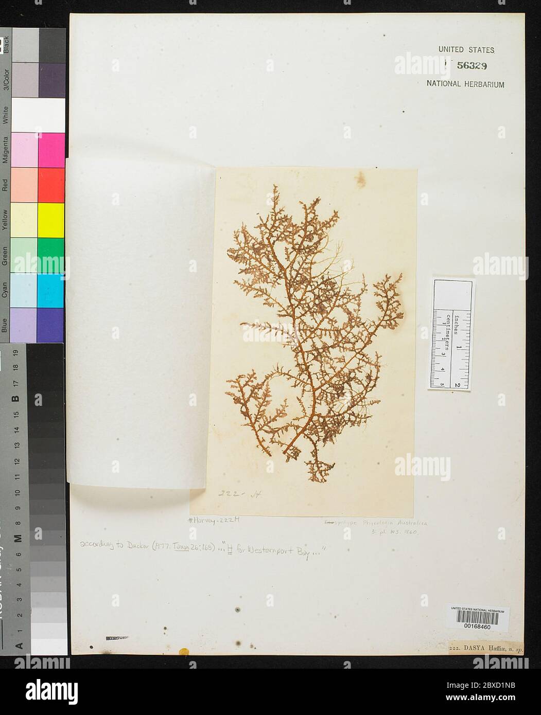 Dasya hi-res stock photography and images - Alamy