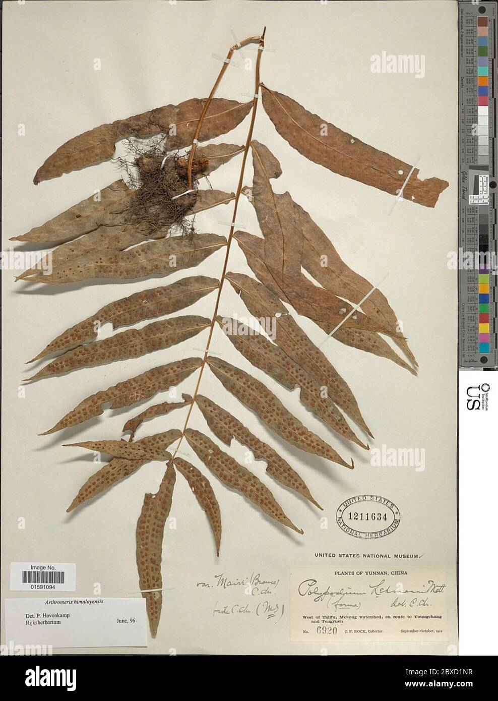 Arthromeris himalayensis Hook Ching Arthromeris himalayensis Hook Ching ...