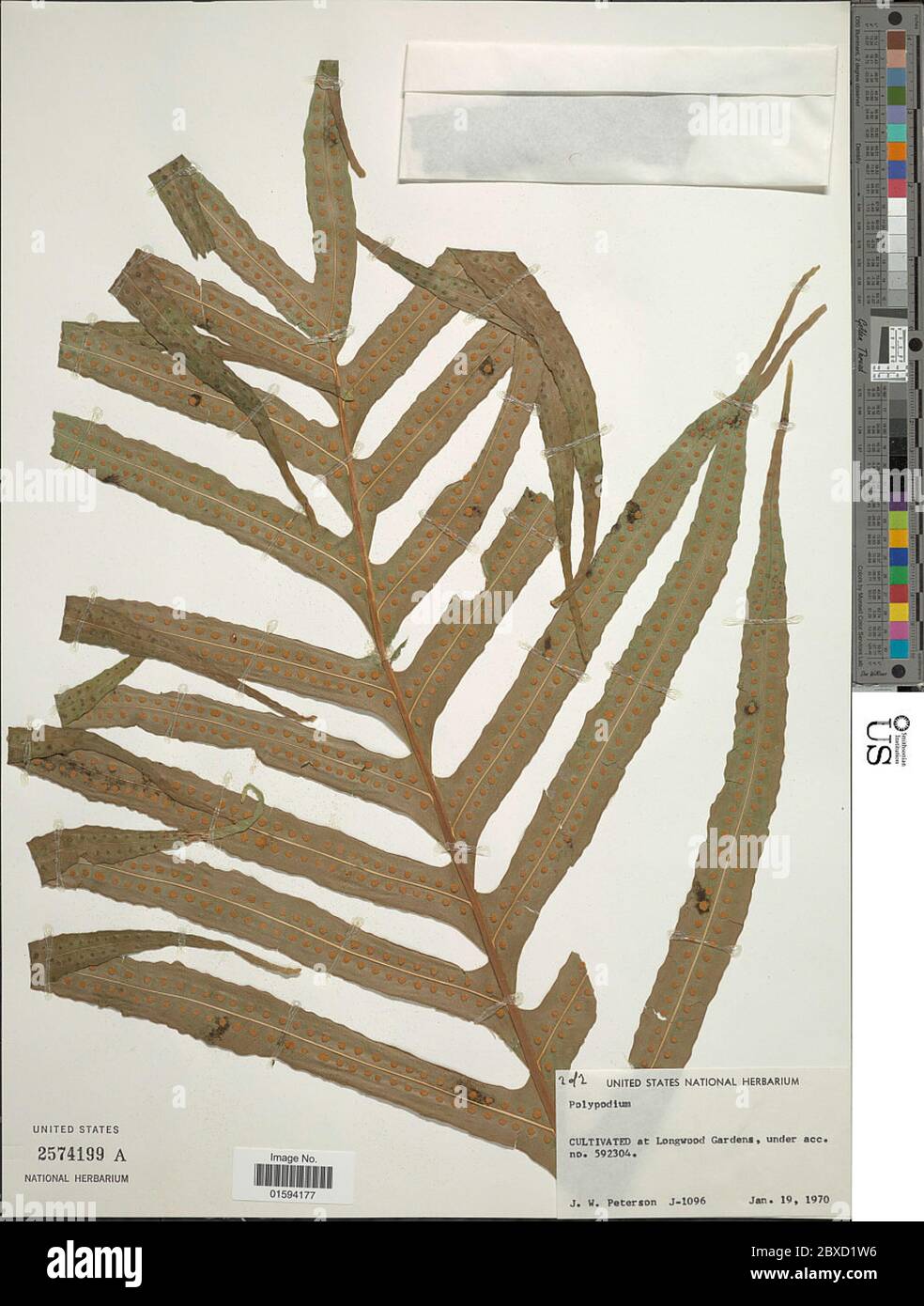 Polypodium sp hi-res stock photography and images - Alamy