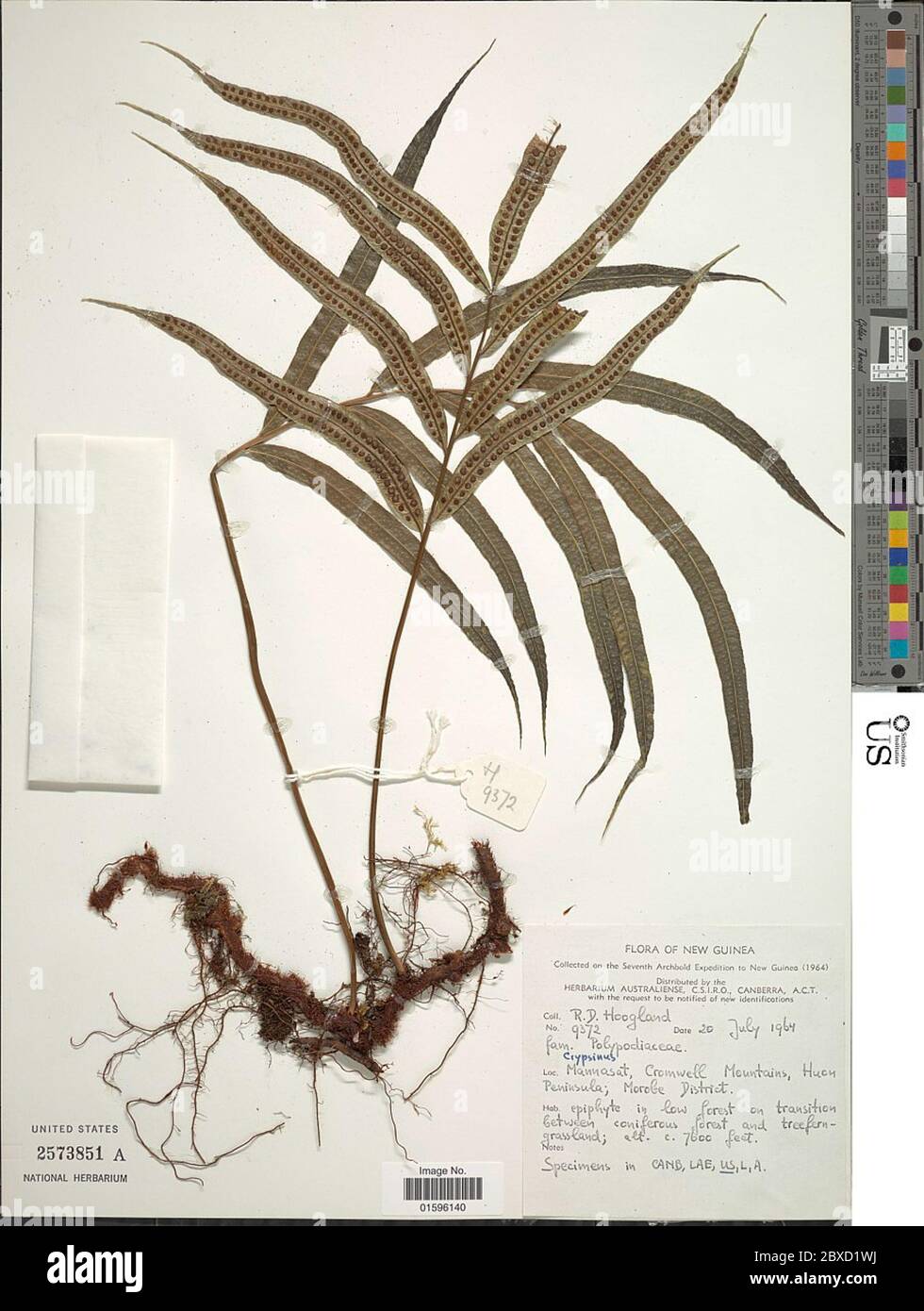 Polypodium sp hi-res stock photography and images - Alamy