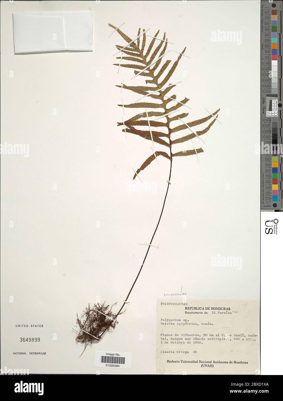 Polypodium sp hi-res stock photography and images - Alamy