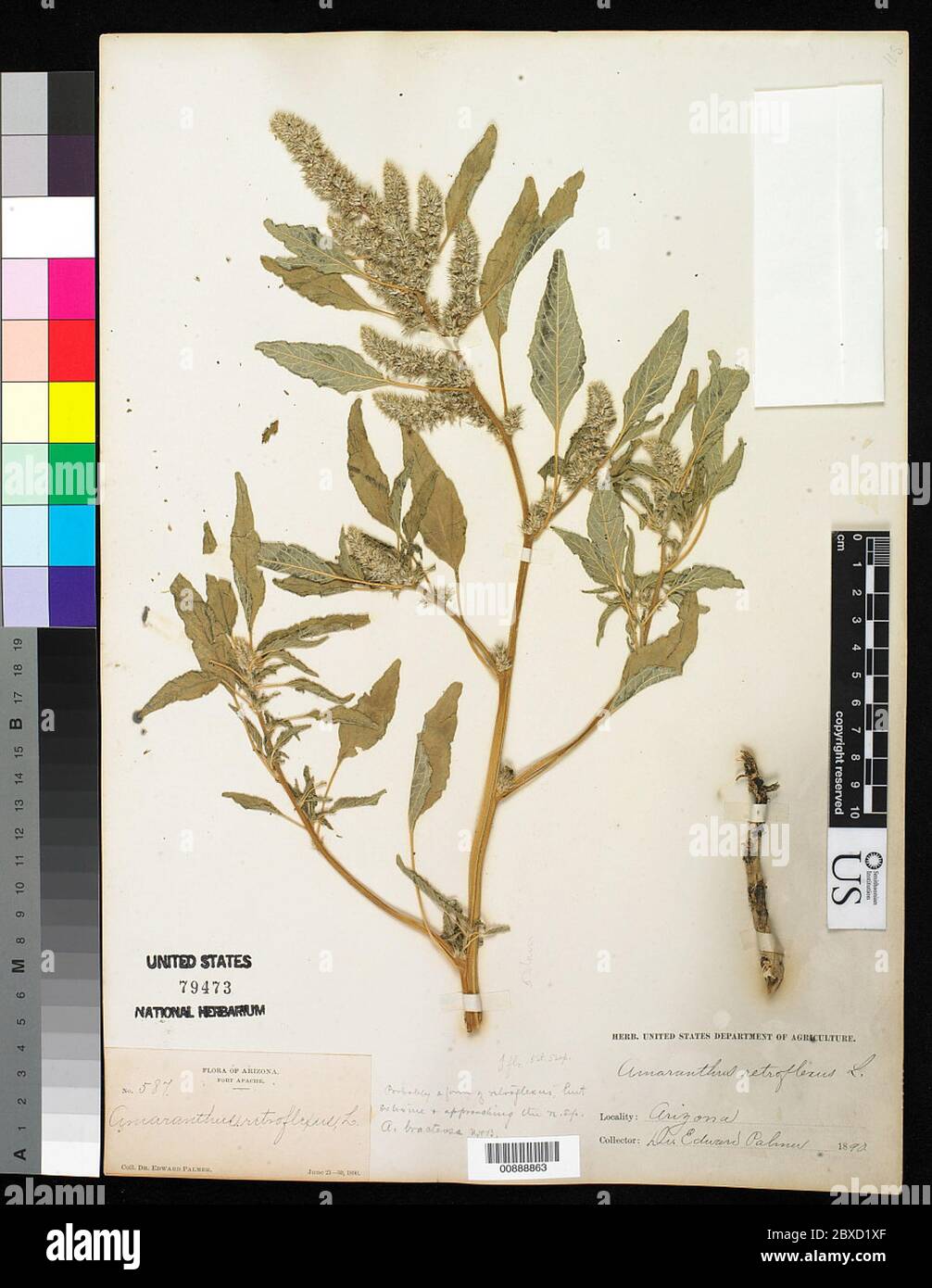 Amaranthus retroflexus L Amaranthus retroflexus L Stock Photo - Alamy