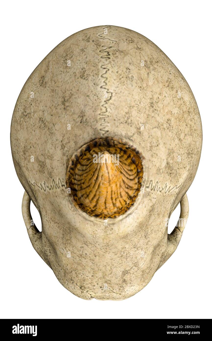 cyclops monster skull in a white background Stock Photo - Alamy