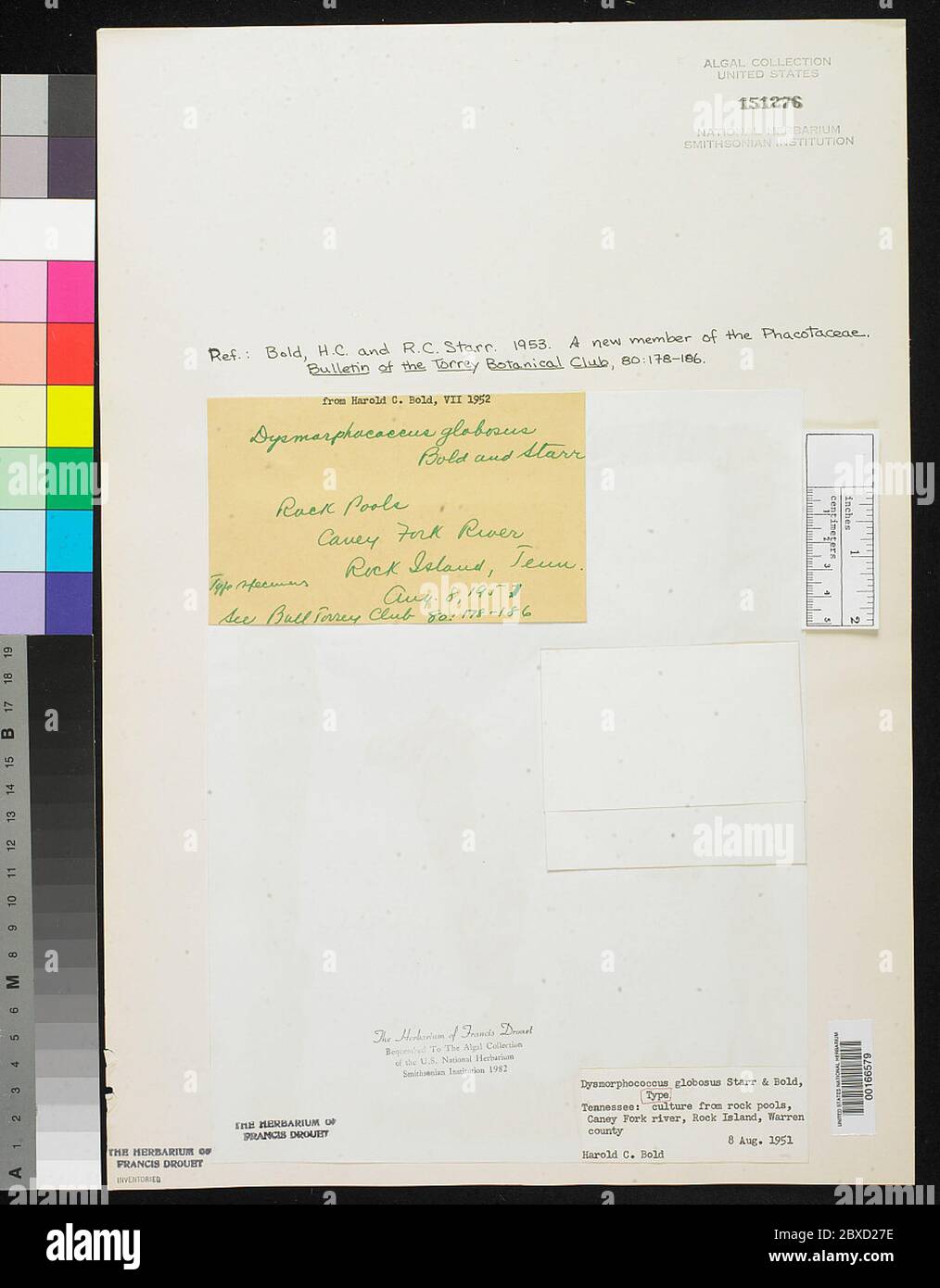 00166579.tif Dysmorphococcus globosus Bold RC Starr Stock Photo - Alamy