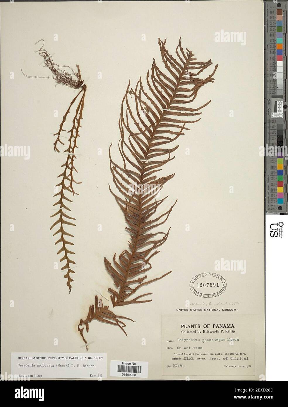 Ceradenia podocarpa Maxon LE Bishop Ceradenia podocarpa Maxon LE Bishop ...