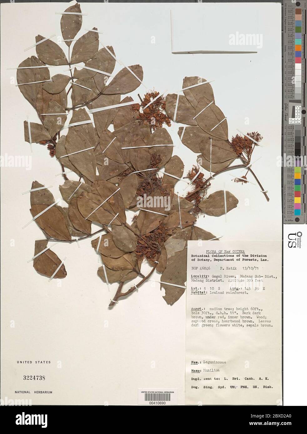 Maniltoa hi-res stock photography and images - Alamy