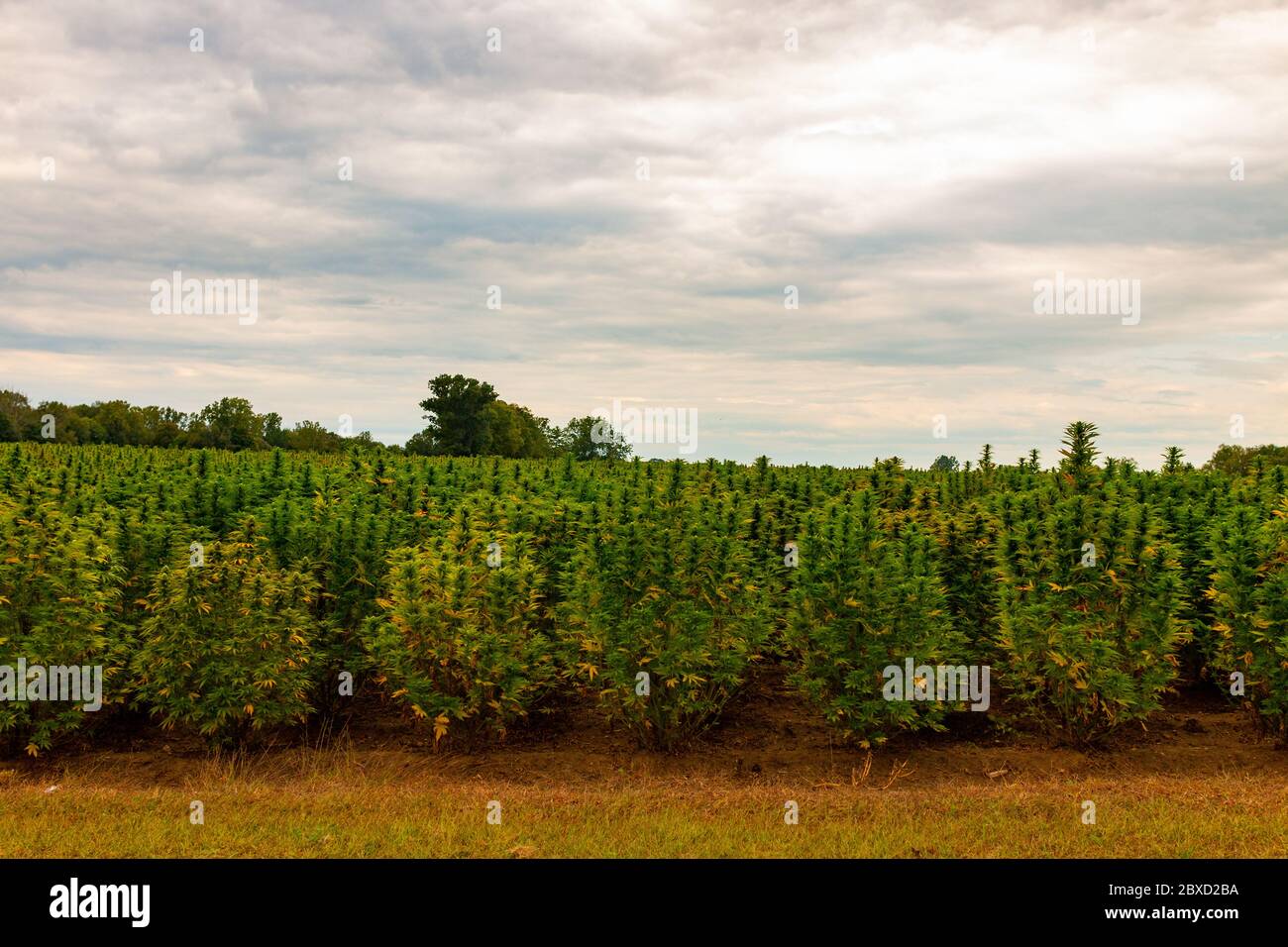 Hemp field in Canada. This is industrial hemp Stock Photo - Alamy