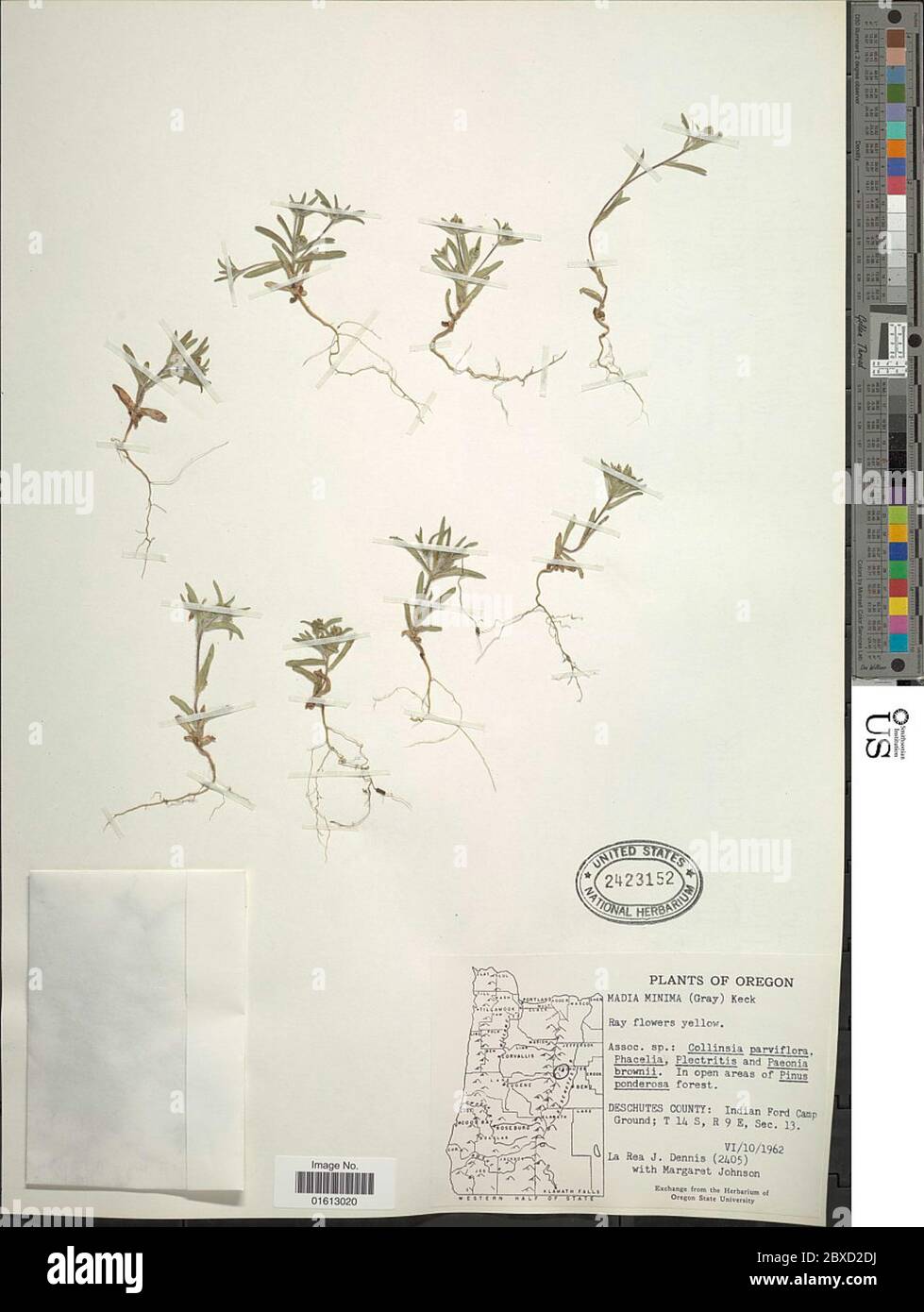 Madia minima A Gray DD Keck Madia minima A Gray DD Keck Stock Photo - Alamy