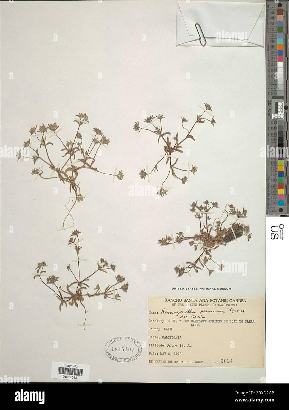 Hemizonella minima A Gray A Gray Hemizonella minima A Gray A Gray Stock ...