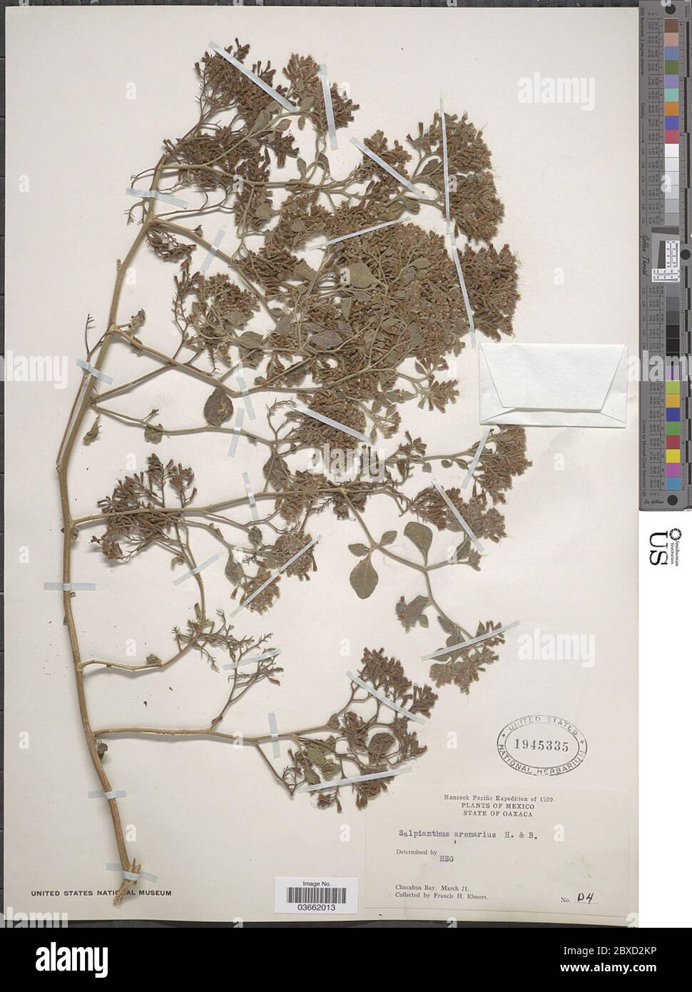 Salpianthus arenarius Bonpl Salpianthus arenarius Bonpl Stock Photo - Alamy
