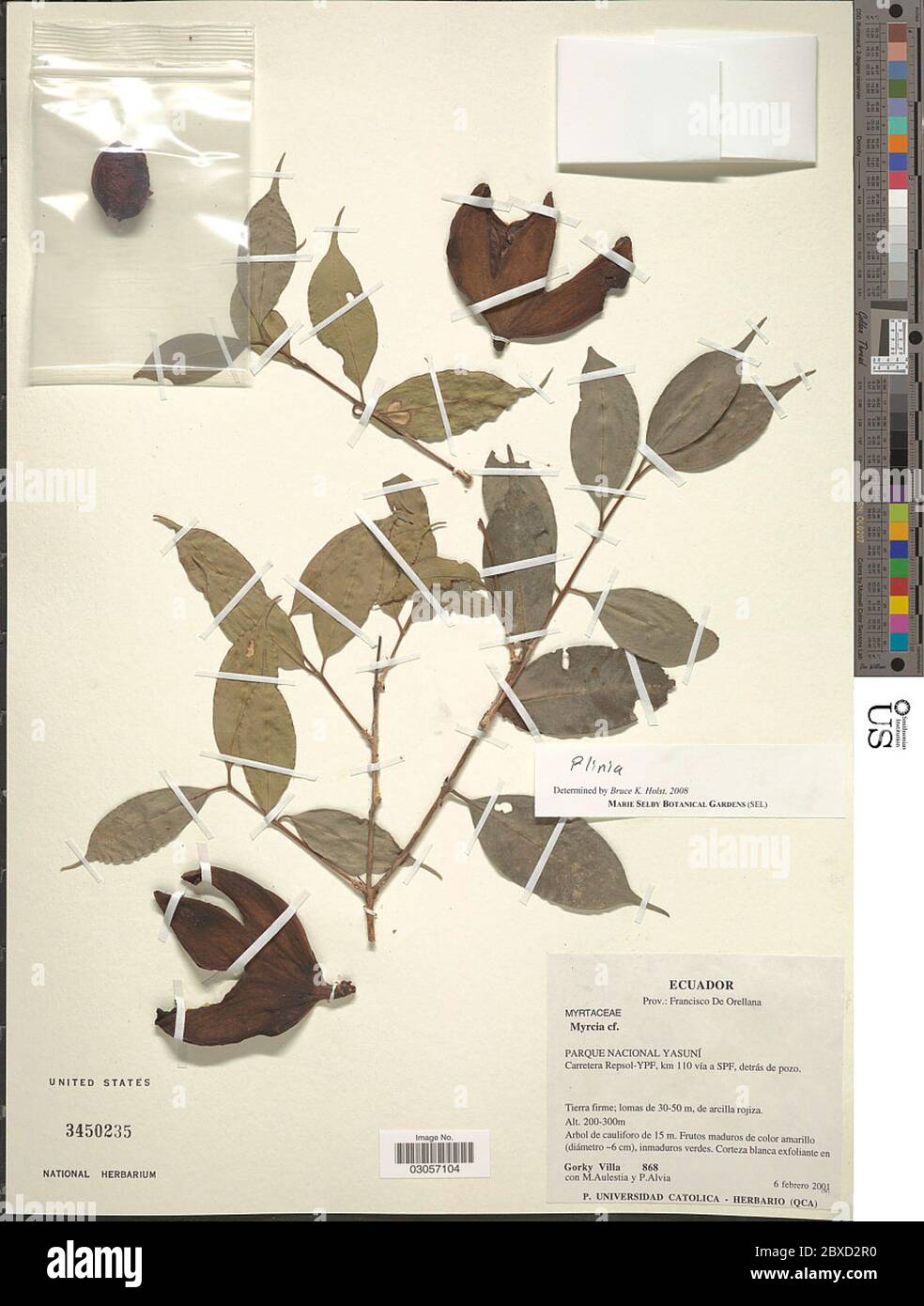 Plinia sp Plinia sp Stock Photo - Alamy