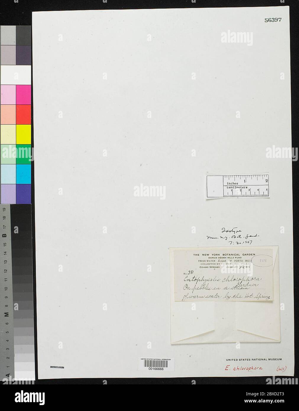 Chlorophora hi-res stock photography and images - Alamy