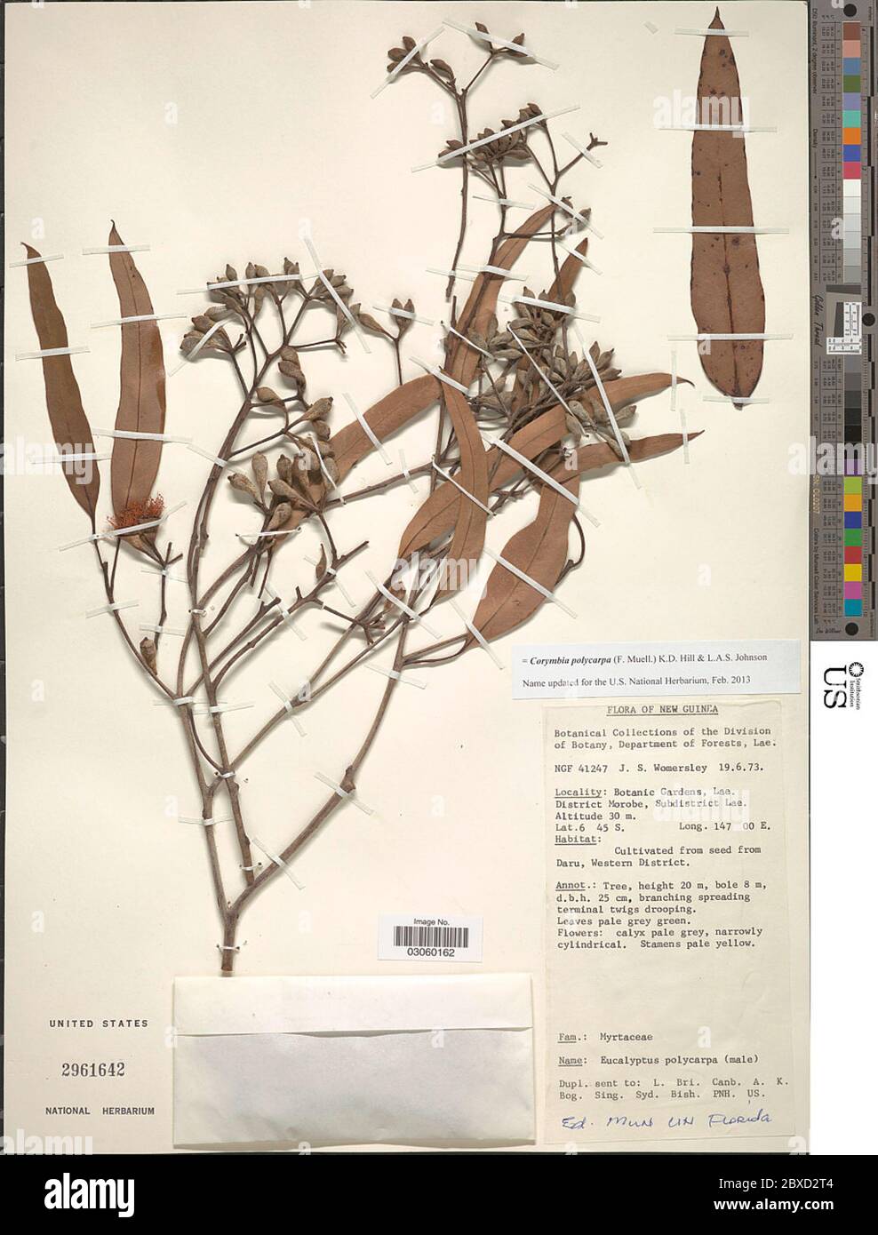 Corymbia polycarpa F Muell KD Hill LAS Johnson Corymbia polycarpa F ...