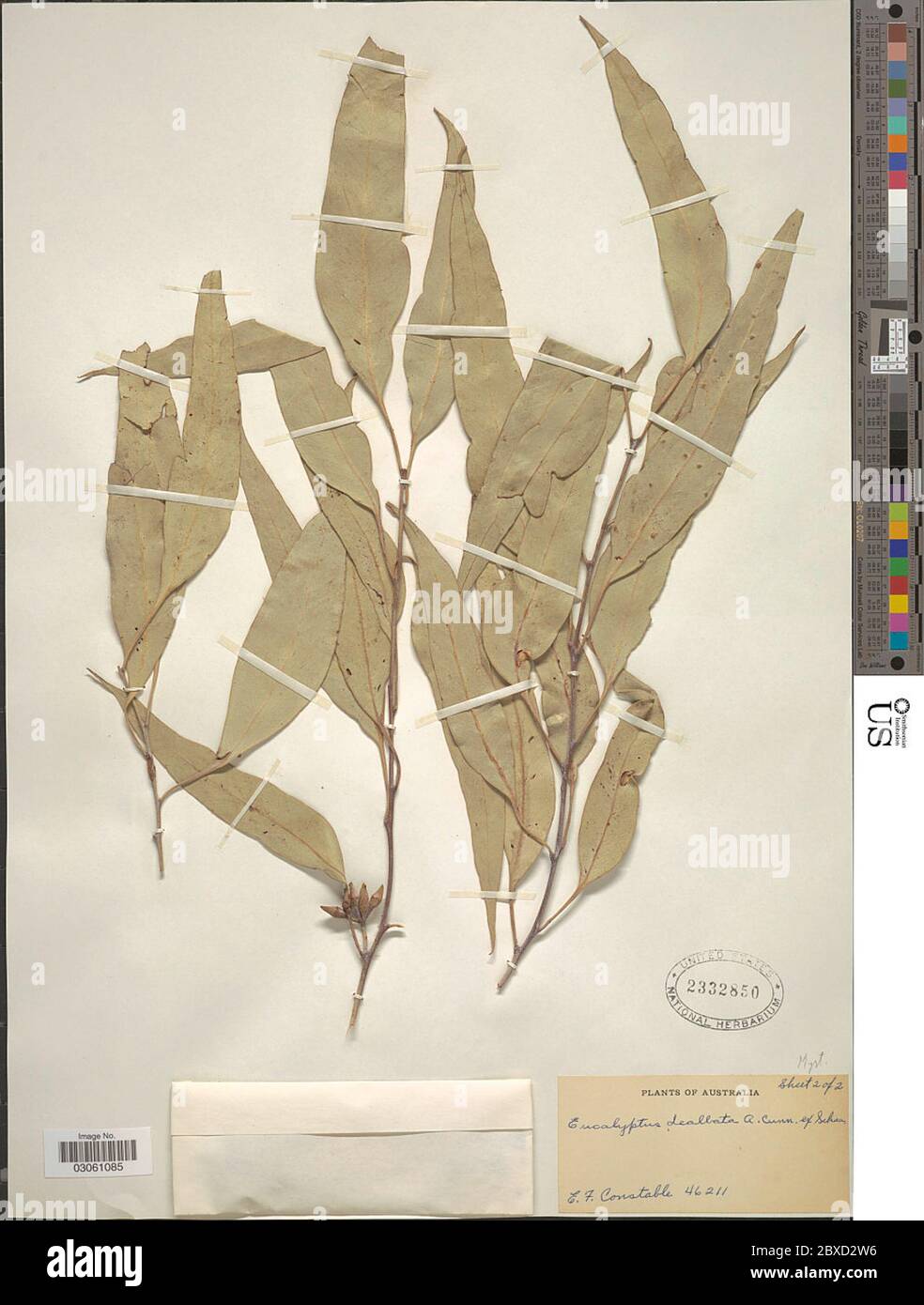 Eucalyptus dealbata hi-res stock photography and images - Alamy