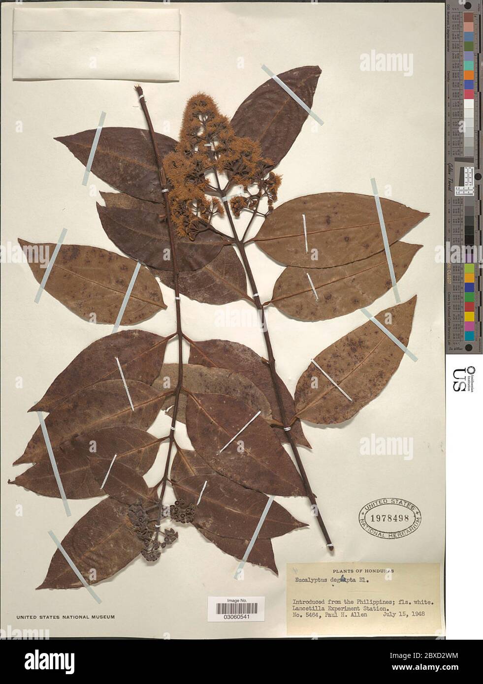Eucalyptus deglupta Blume Eucalyptus deglupta Blume Stock Photo - Alamy