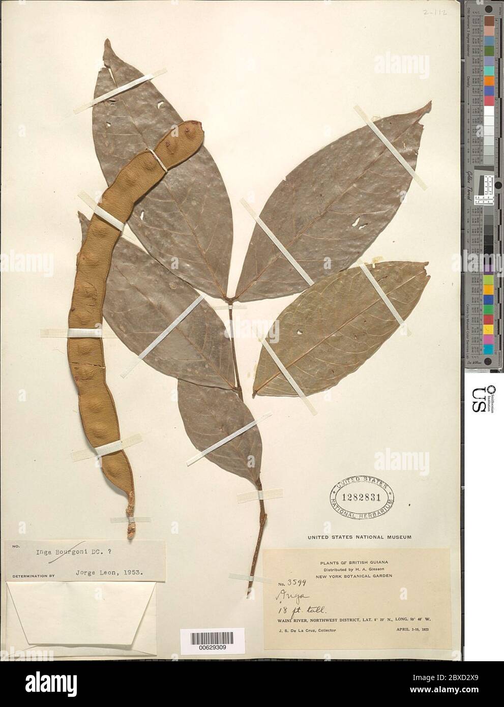Inga sp Inga sp Stock Photo - Alamy