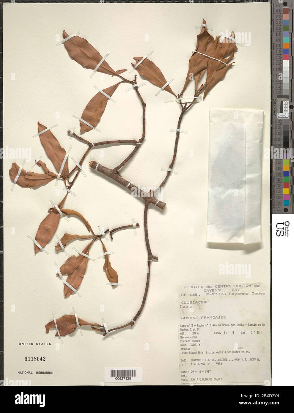 Clusia sp Clusia sp Stock Photo - Alamy