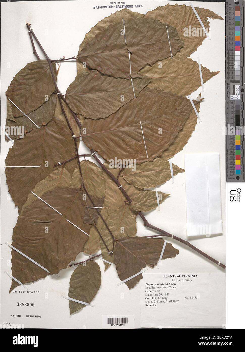 Fagus grandifolia Ehrh Fagus grandifolia Ehrh Stock Photo - Alamy