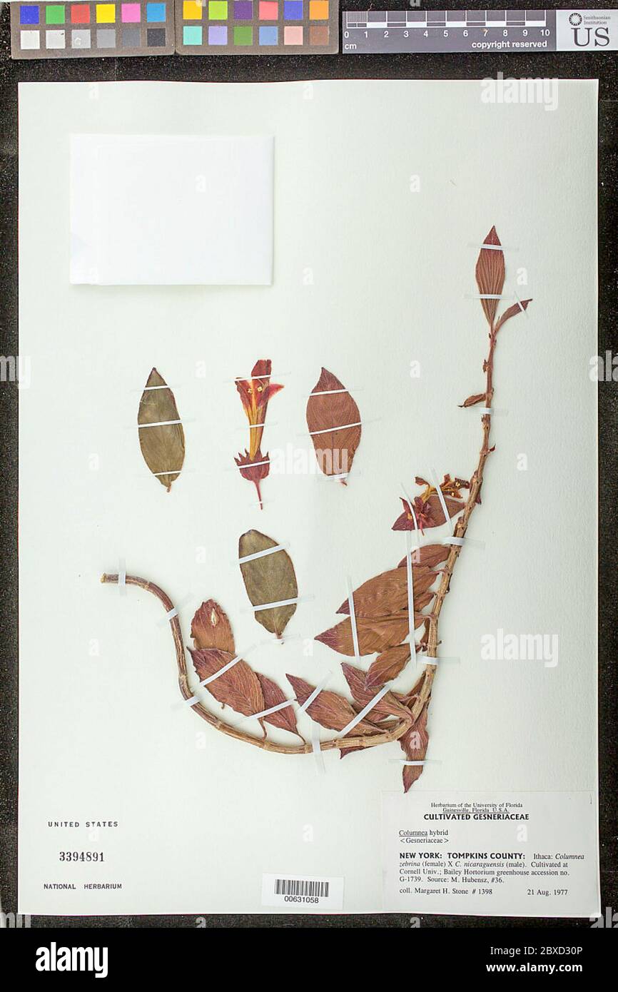 Columnea x hybrid Columnea x hybrid Stock Photo - Alamy