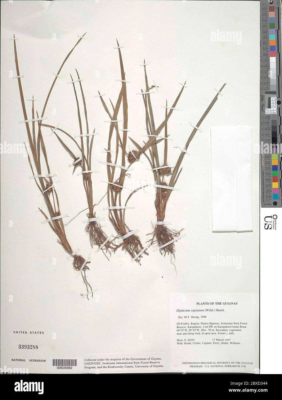 Diplacrum capitatum Willd Boeckeler Diplacrum capitatum Willd Boeckeler ...