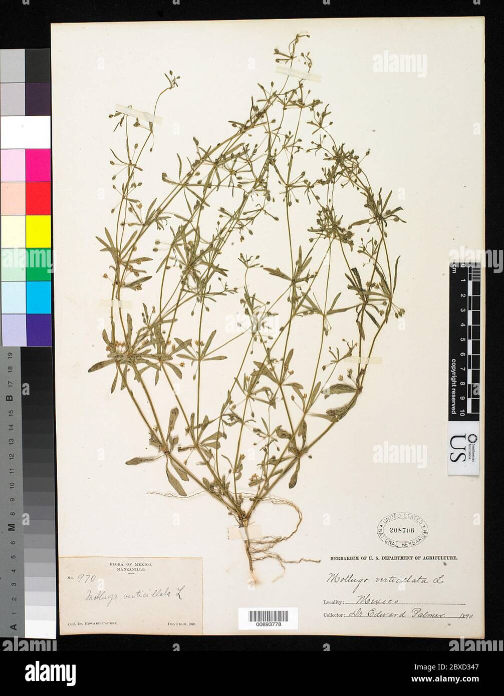 Mollugo verticillata L Mollugo verticillata L Stock Photo - Alamy