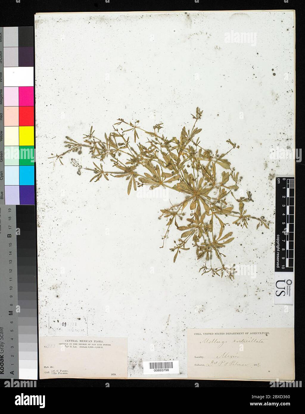 Mollugo verticillata L Mollugo verticillata L Stock Photo - Alamy