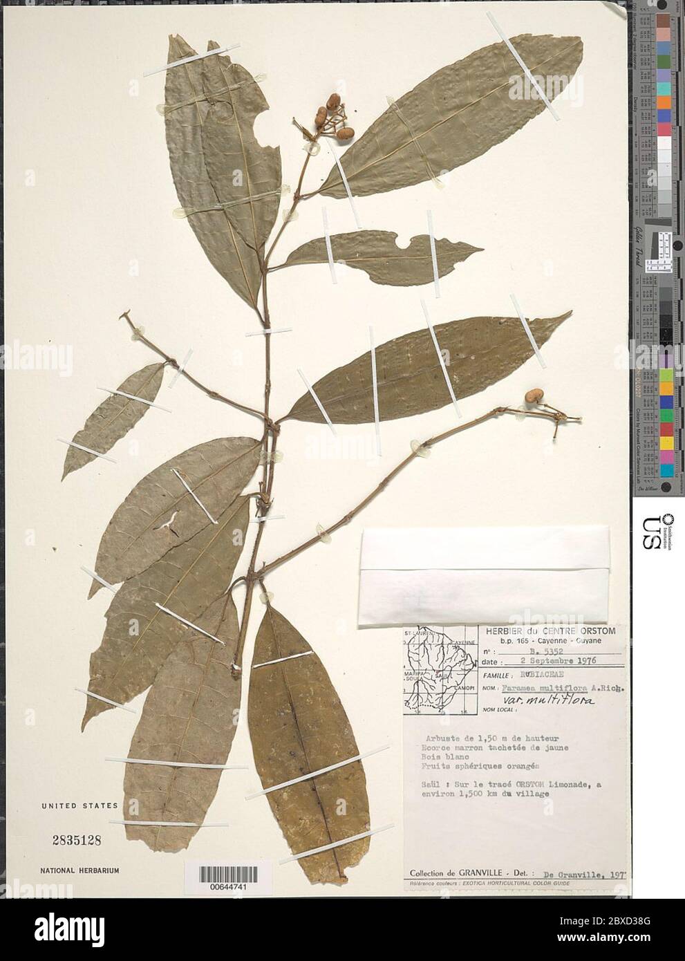 Faramea multiflora A Rich ex DC var multiflora Faramea multiflora A ...