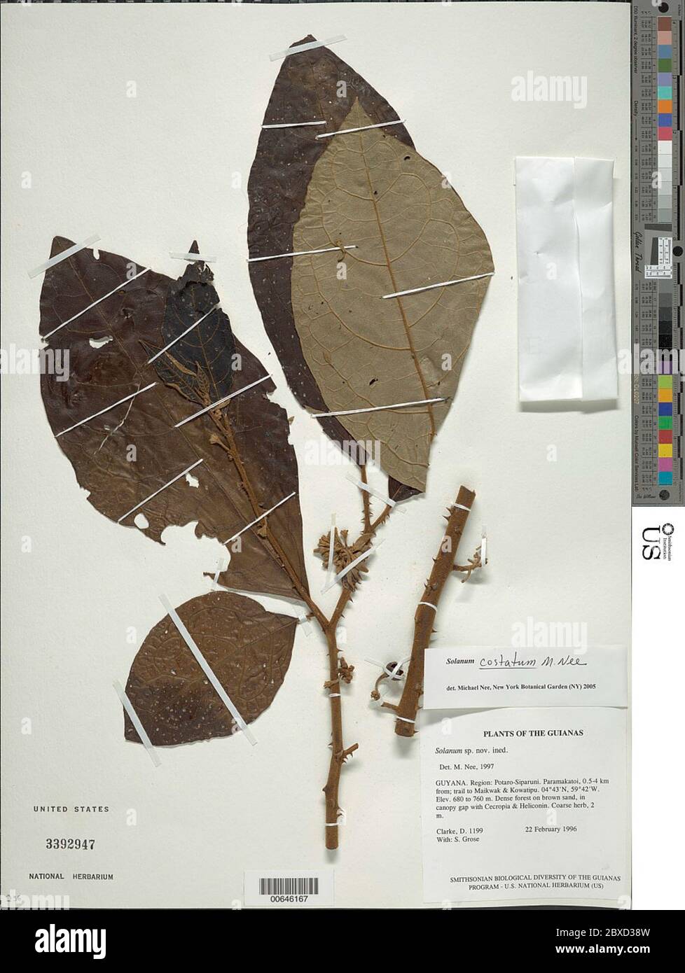 Solanum viarum hi-res stock photography and images - Alamy