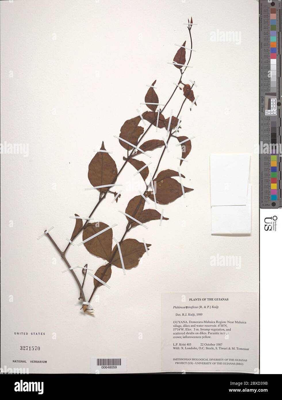 Phthirusa retroflexa Ruiz Pav Kuijt Phthirusa retroflexa Ruiz Pav Kuijt ...