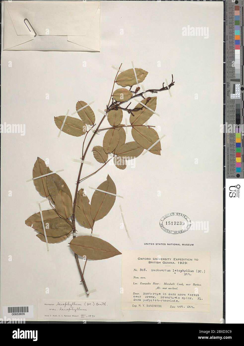 Machaerium leiophyllum DC Benth Machaerium leiophyllum DC Benth Stock ...