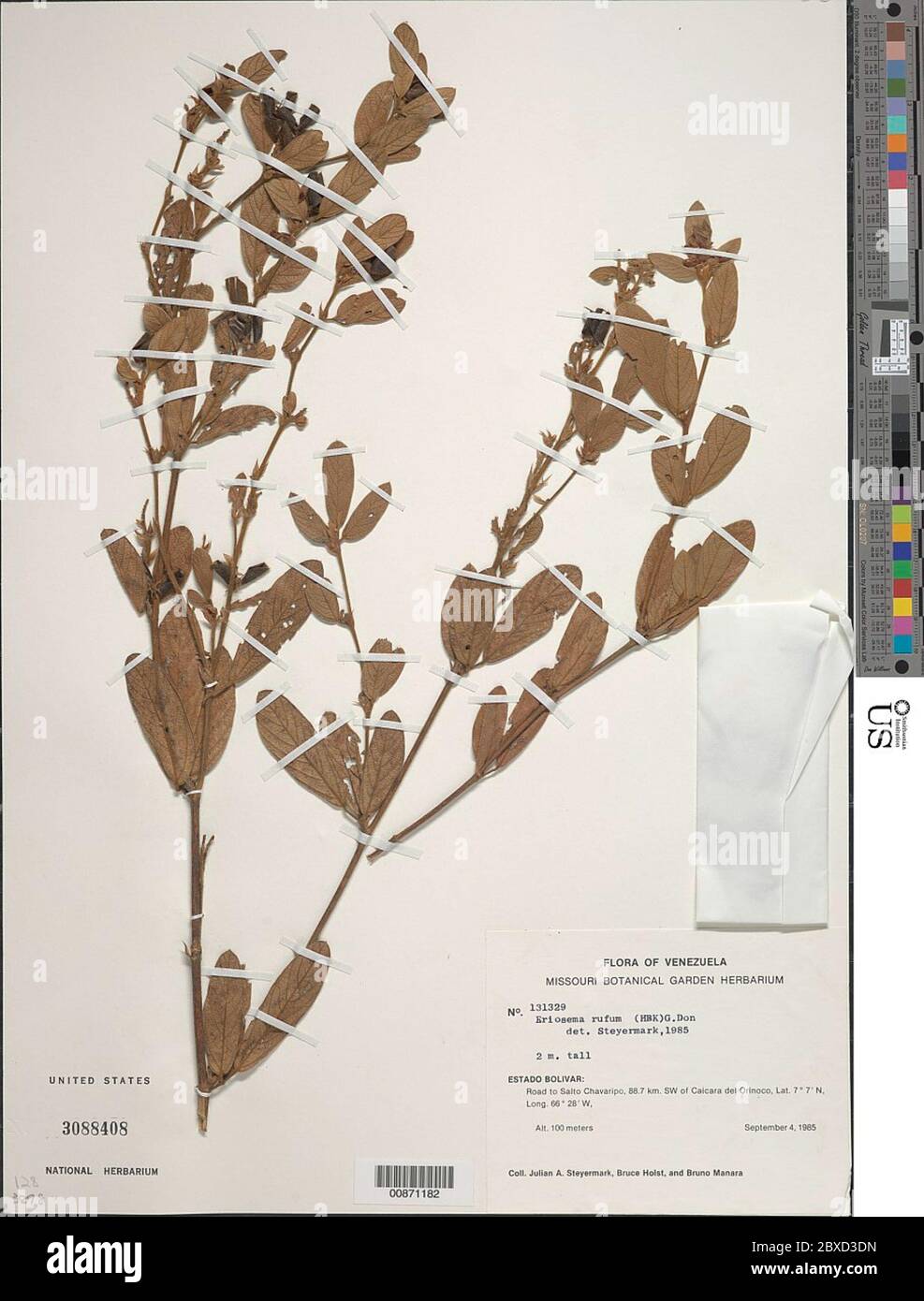 Eriosema rufum Kunth G Don Eriosema rufum Kunth G Don Stock Photo - Alamy