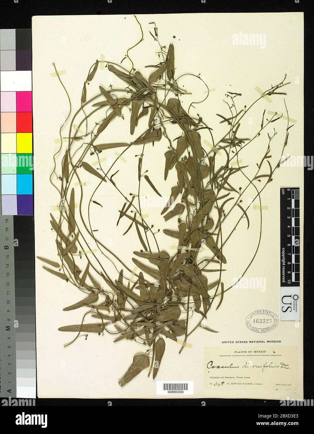 Cocculus hi-res stock photography and images - Alamy