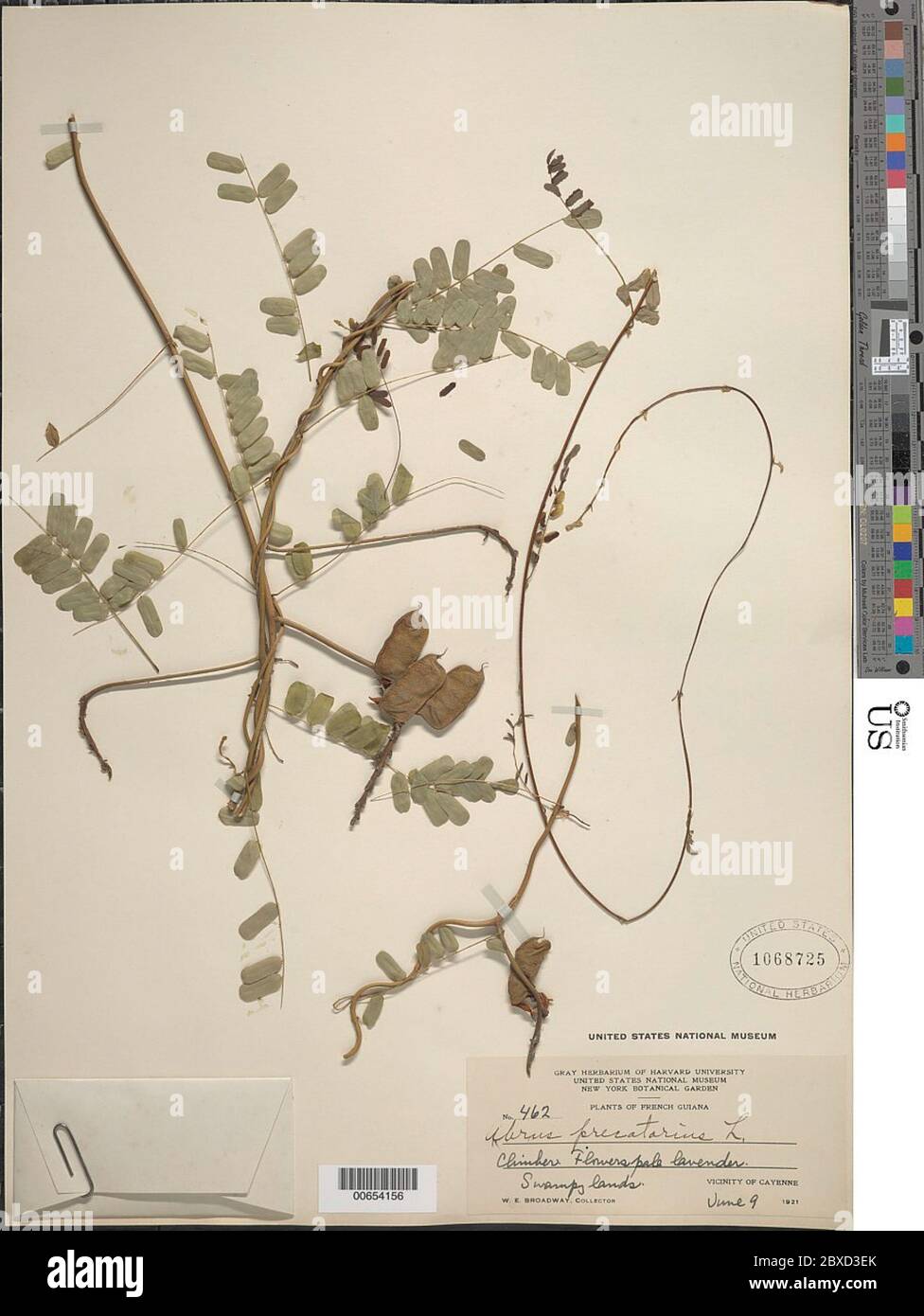 Abrus precatorius L Abrus precatorius L Stock Photo - Alamy