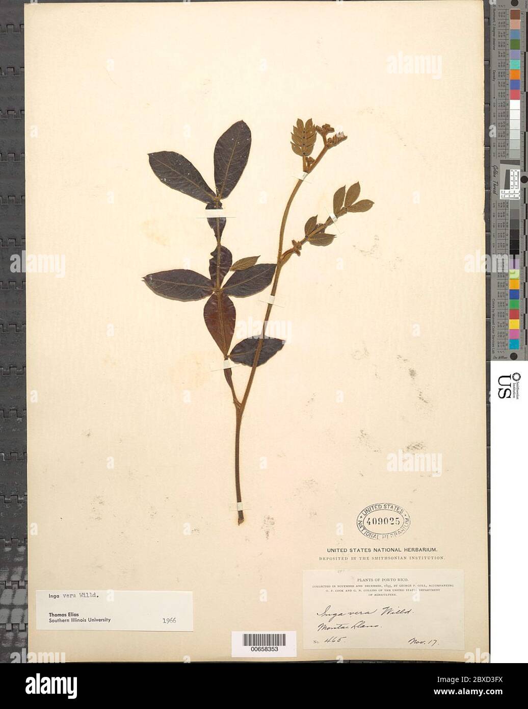 Inga vera Willd Inga vera Willd Stock Photo - Alamy