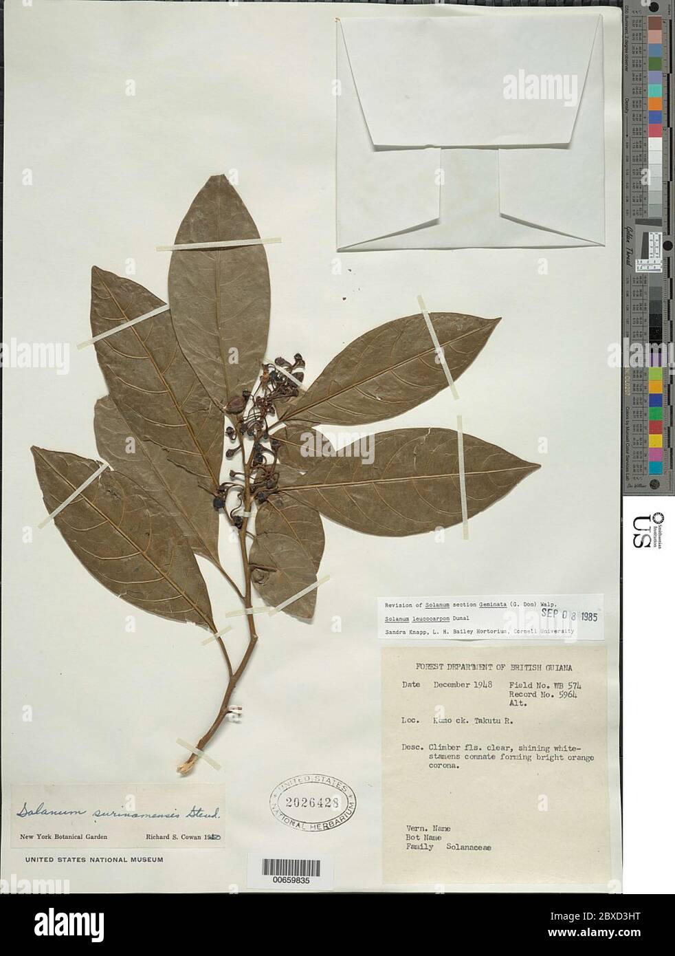 Solanum leucocarpon Dunal Solanum leucocarpon Dunal Stock Photo - Alamy