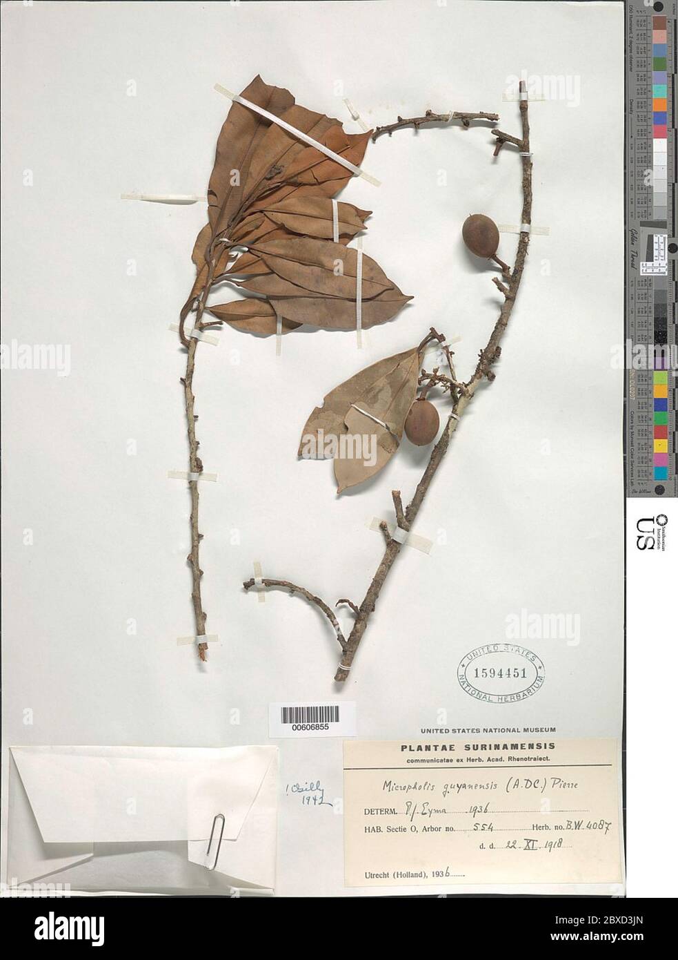Micropholis guyanensis A DC Pierre Micropholis guyanensis A DC Pierre ...