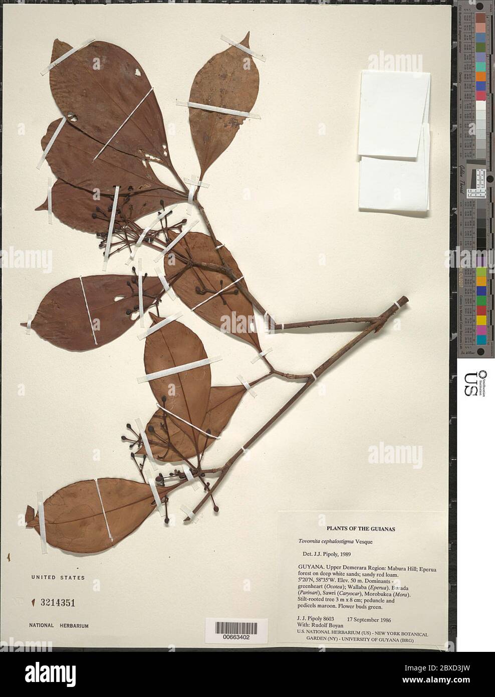 Vesque hi-res stock photography and images - Alamy