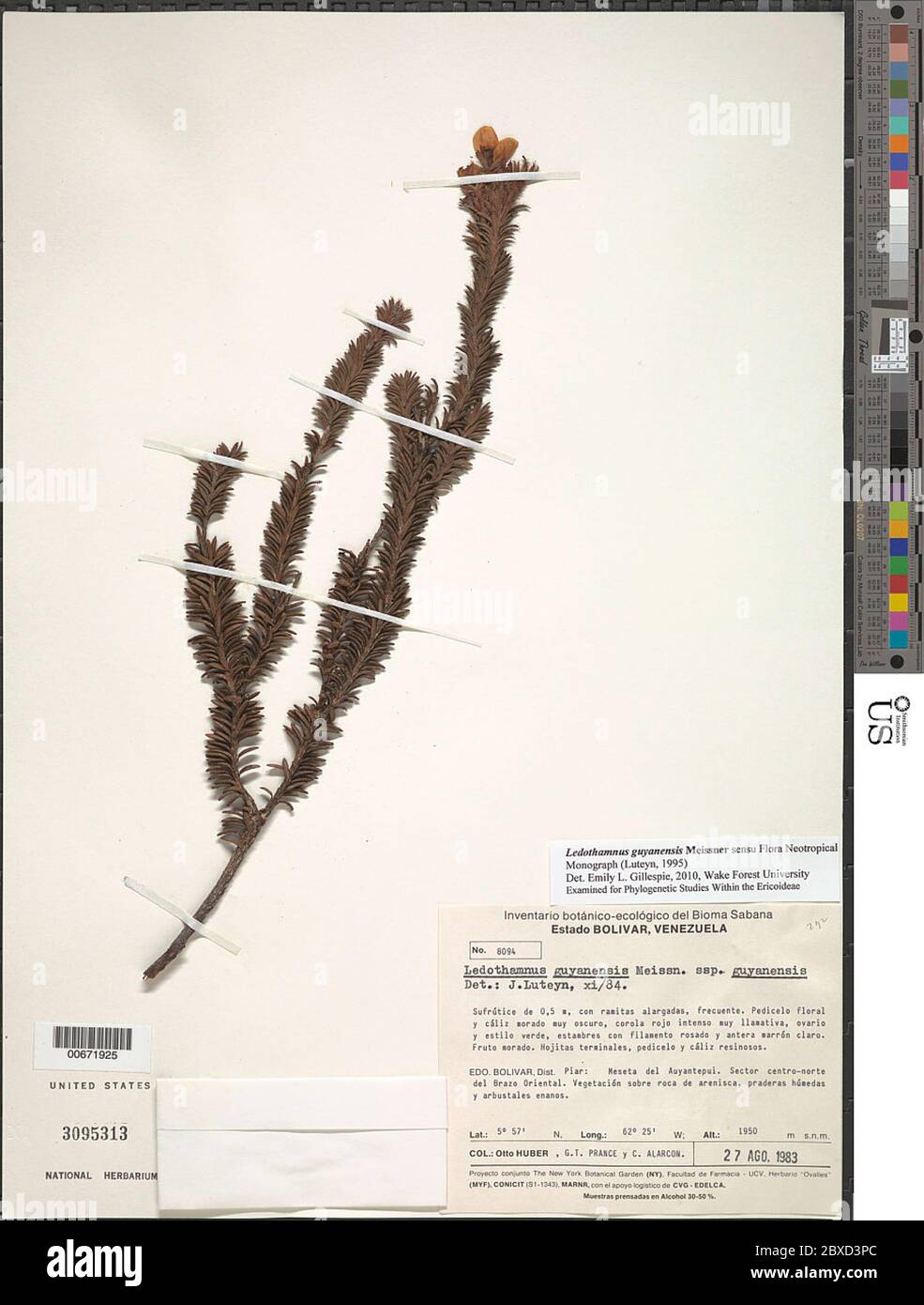 Ledothamnus guyanensis Meisn Ledothamnus guyanensis Meisn Stock Photo ...