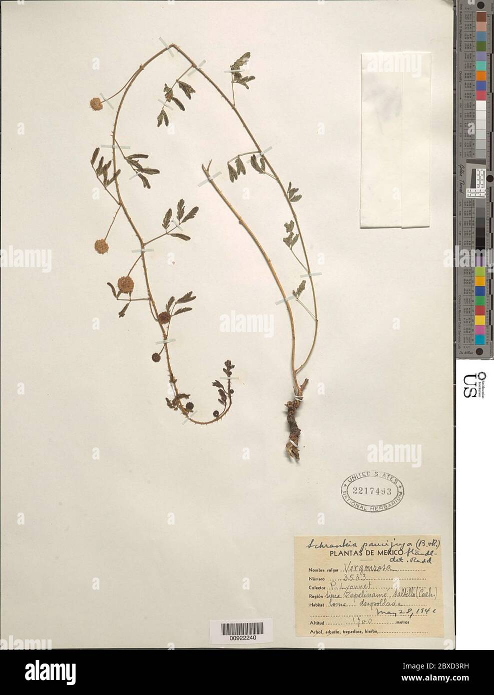 Schrankia High Resolution Stock Photography and Images - Alamy